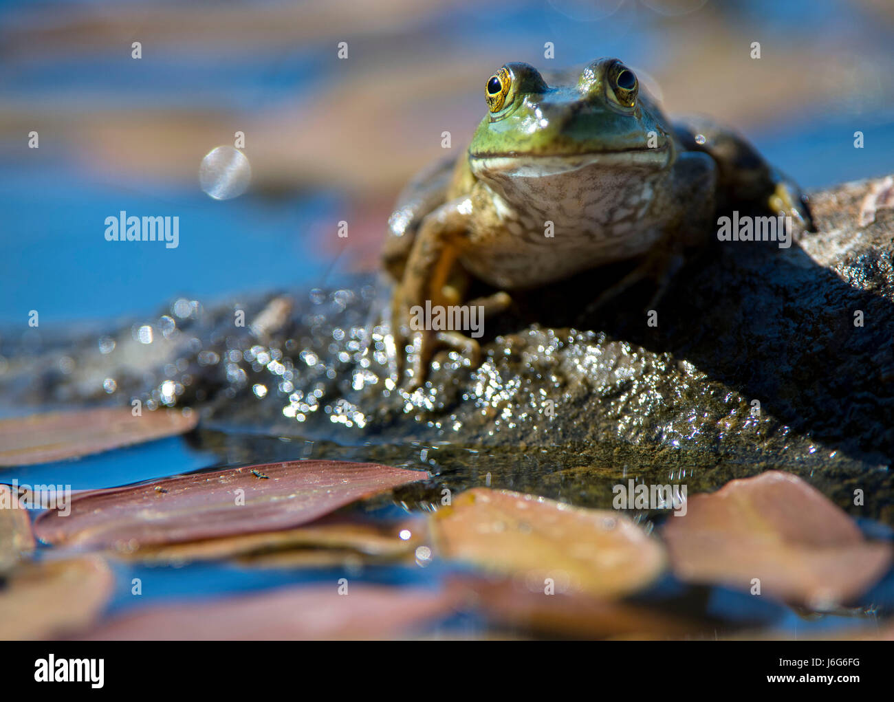 Elkton, OREGON, USA. 21st May, 2017. A bullfrog basks on the edge of a ...