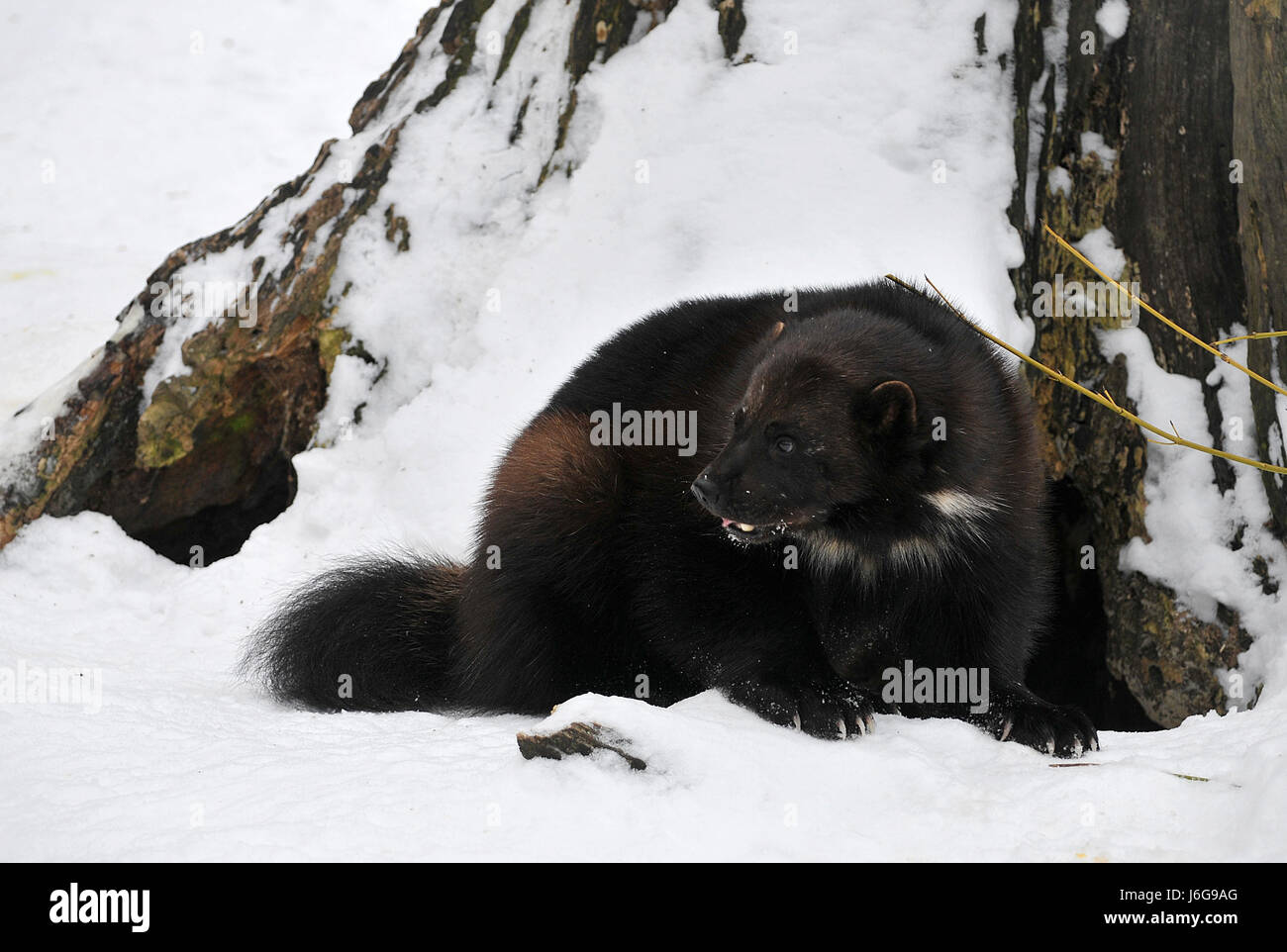 wolverine in winter Stock Photo - Alamy
