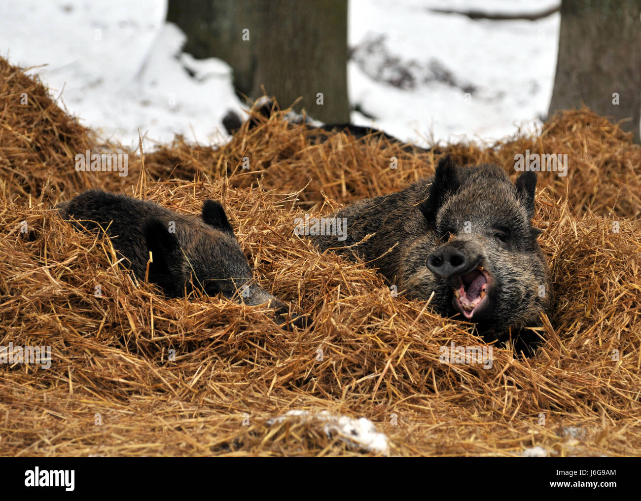 snug cuddle yawn wild boar pig straw winter snug skin frost cuddle yawn ...