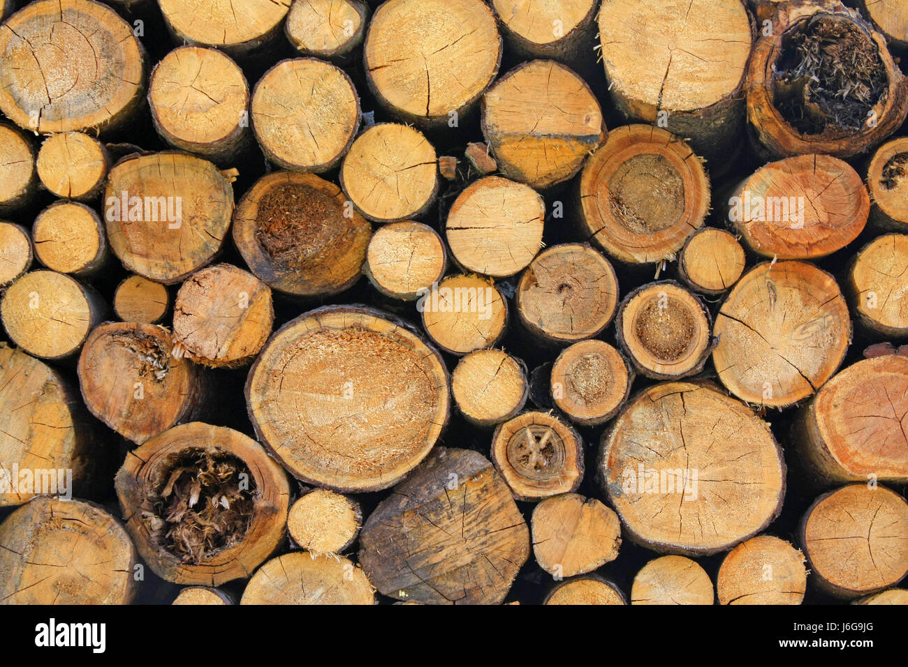 wood wall log backdrop background detail tree wood brown brownish ...