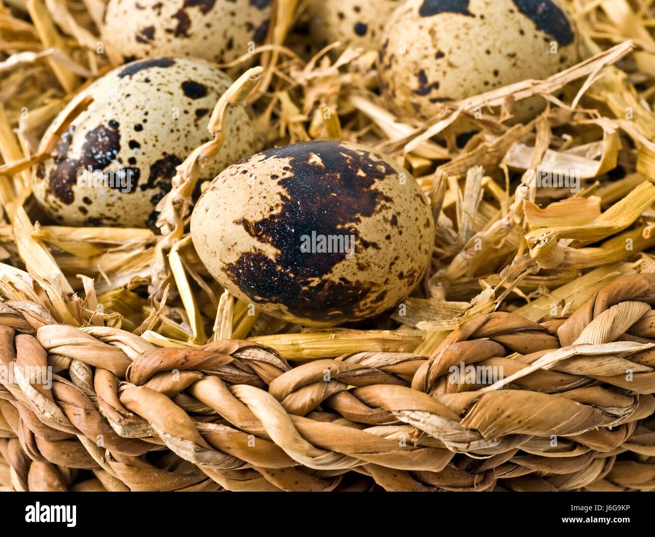 small tiny little short eggs healthy coloured colourful gorgeous ...