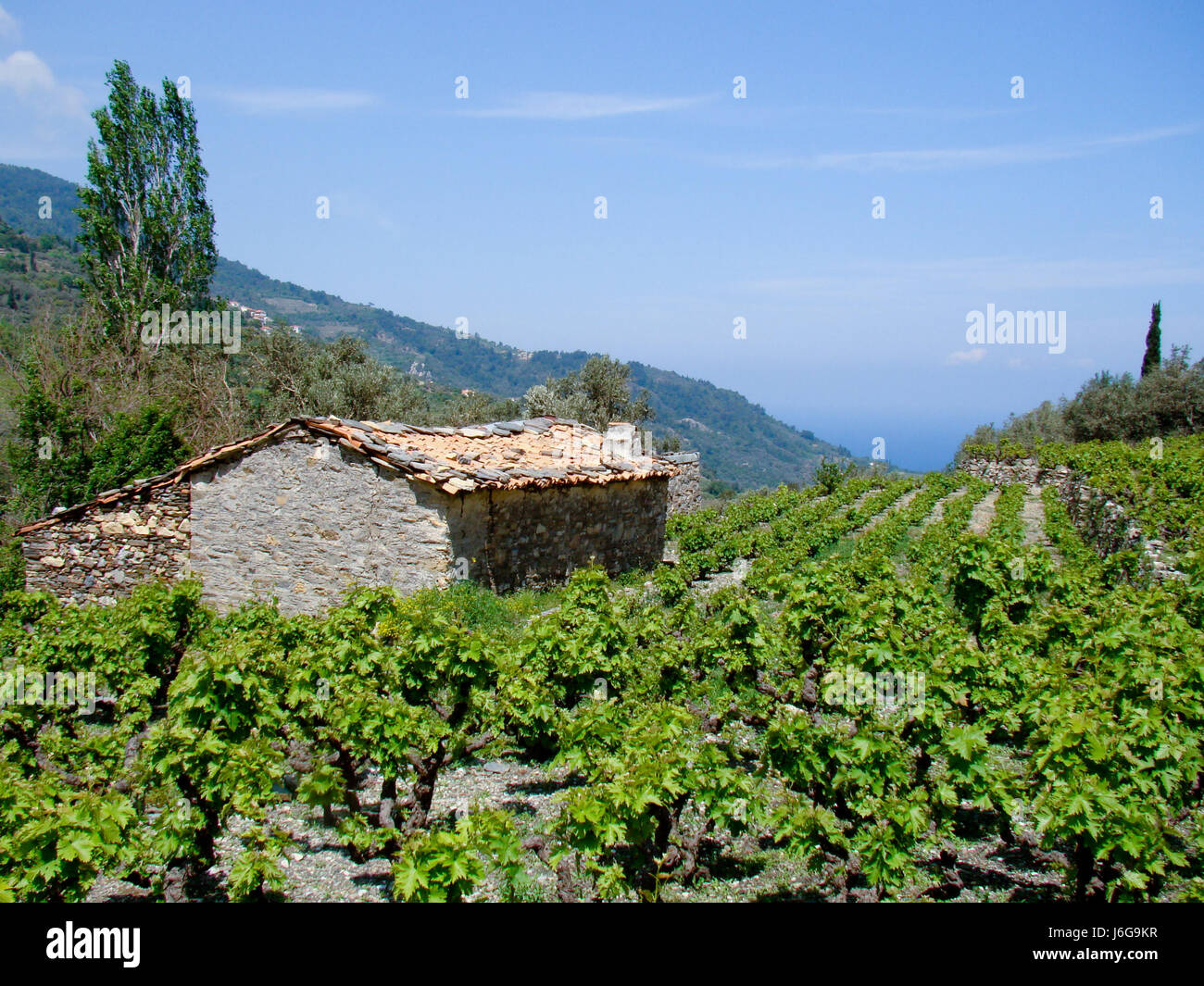 greek stone house with vineyard Stock Photo - Alamy