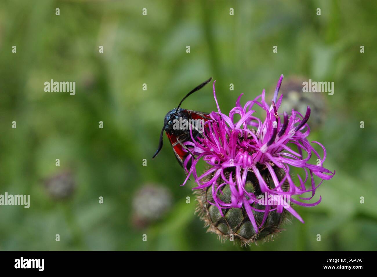 insects animals flora butterfly butterflies environment enviroment ...