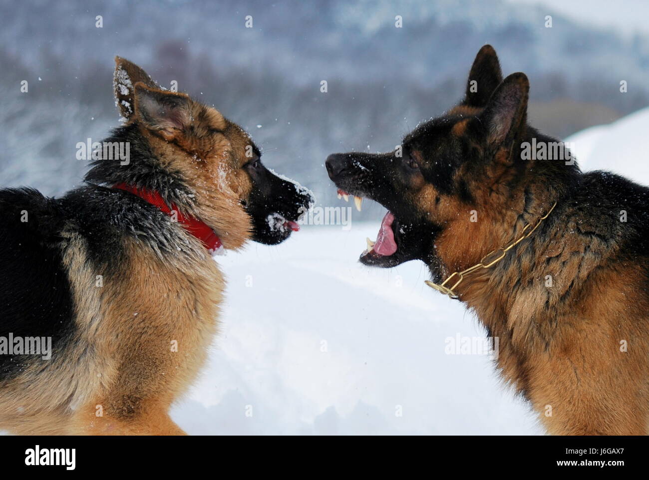 Evil German Shepherd