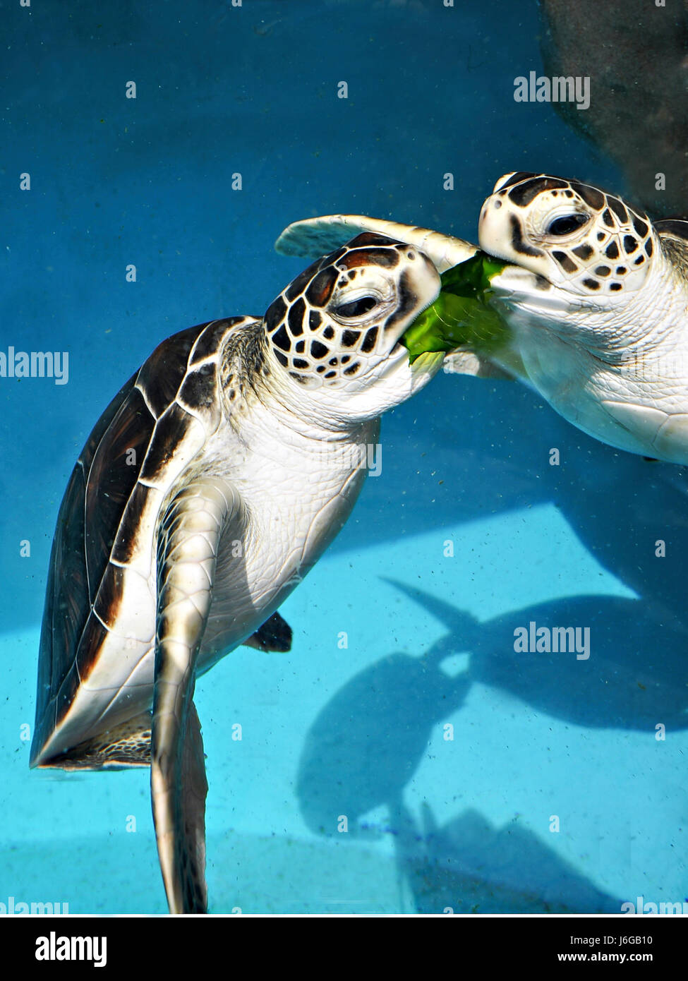 Hawaiian Green Sea Turtles Stock Photo - Alamy