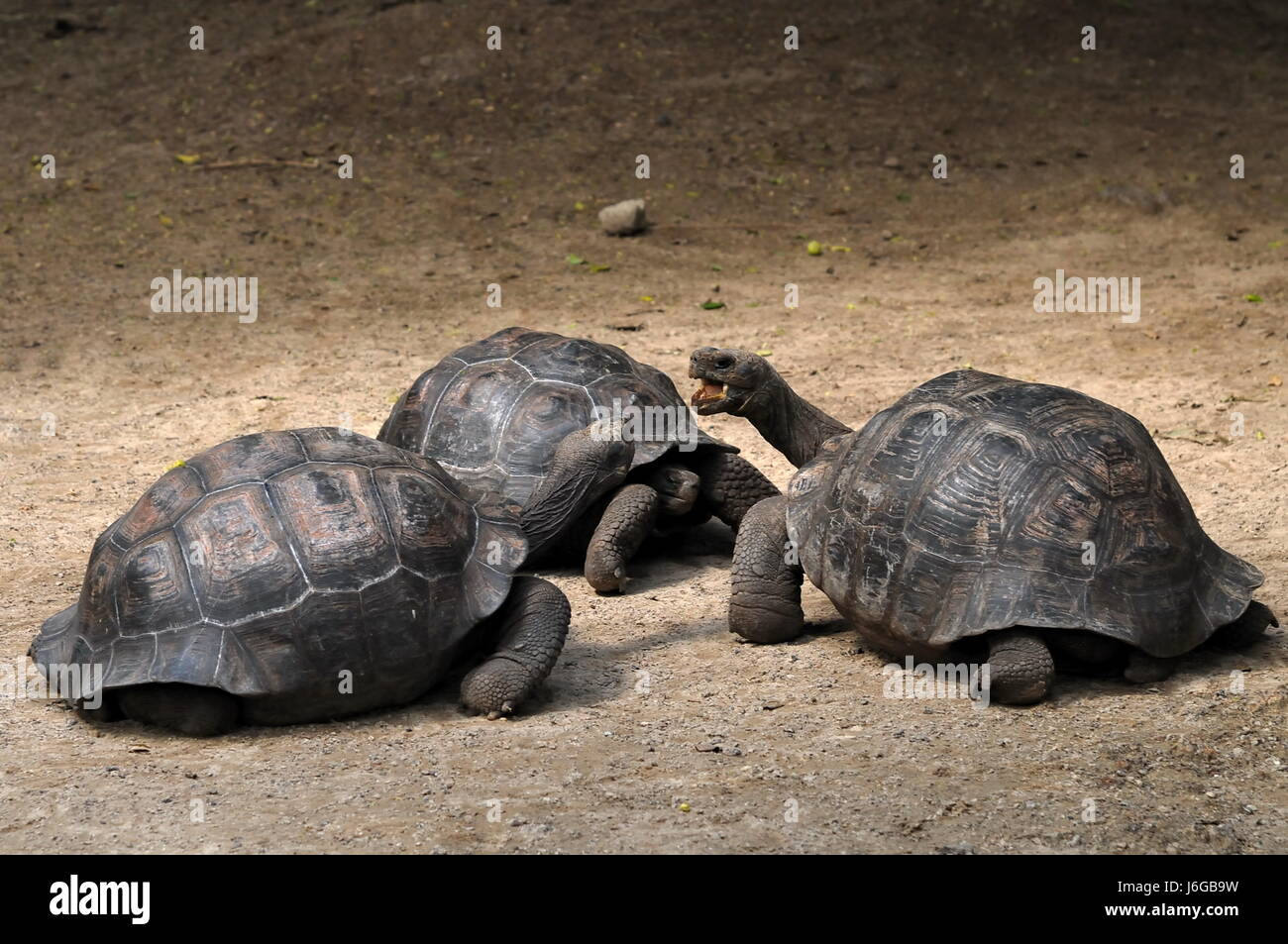 armed young galapagos tortoises Stock Photo - Alamy