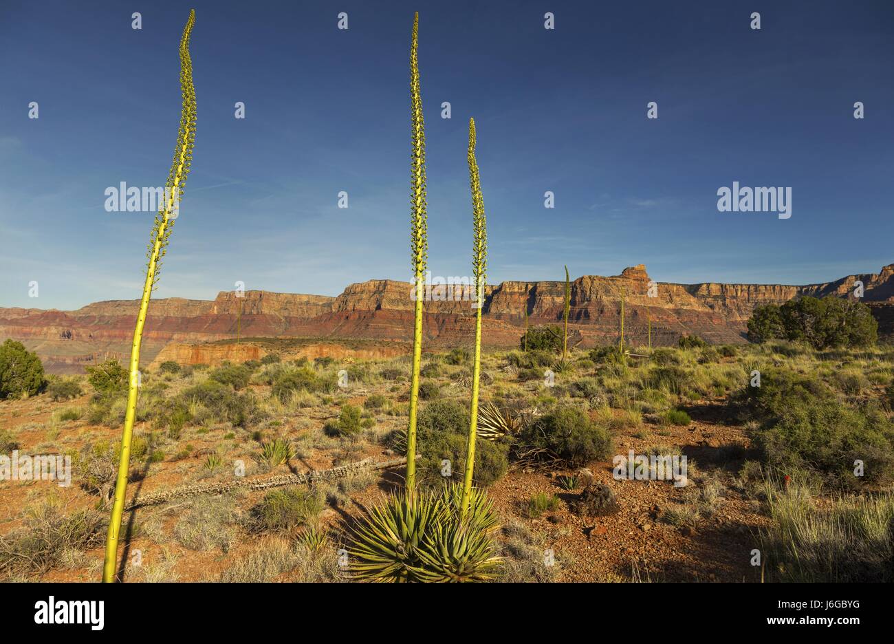 Utah Agave also known as Kaibab Century Plant on Horseshoe Mesa in ...