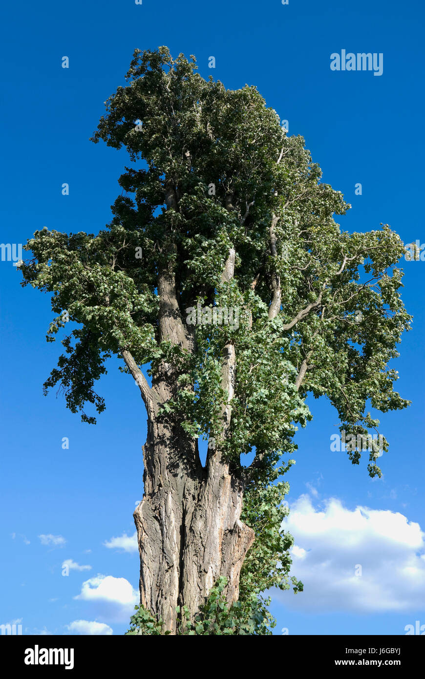 big large enormous extreme powerful imposing immense relevant tree ...