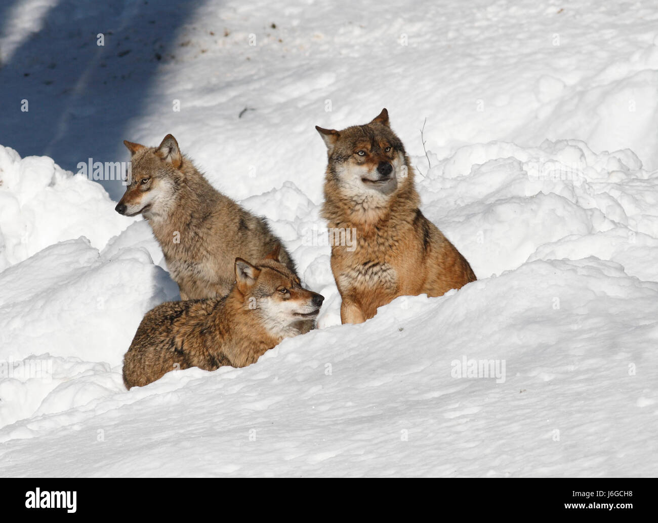 wolf pack winter bit snowfall wolf hierarchy pack quarrel wolfsrudel ...
