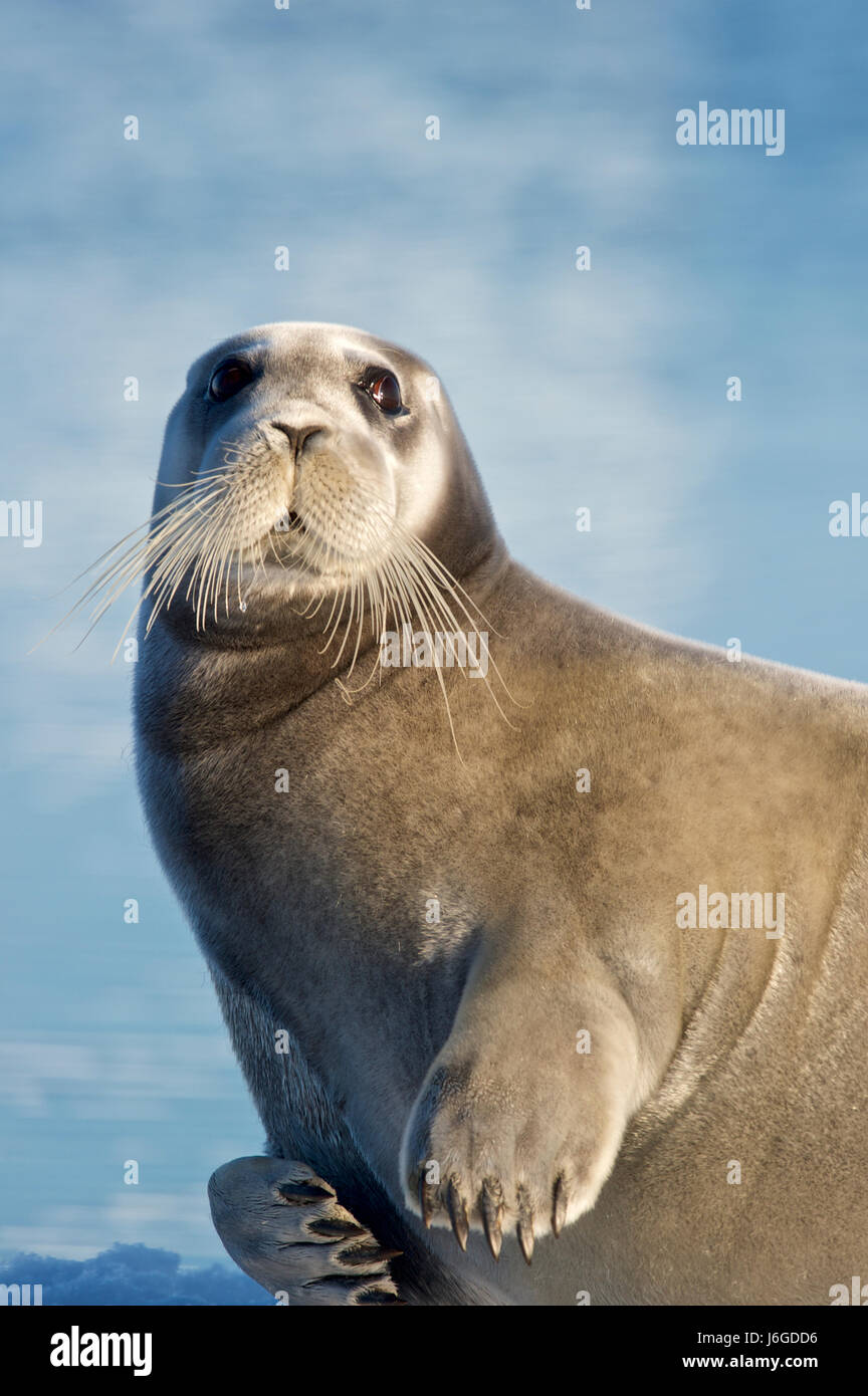 Bearded seal (Erignathus barbatus Stock Photo - Alamy