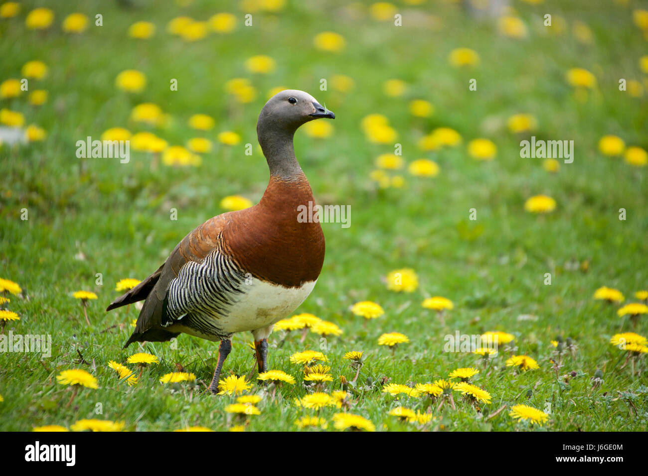 upland goose or Magellan Goose (Chloephaga picta Stock Photo - Alamy