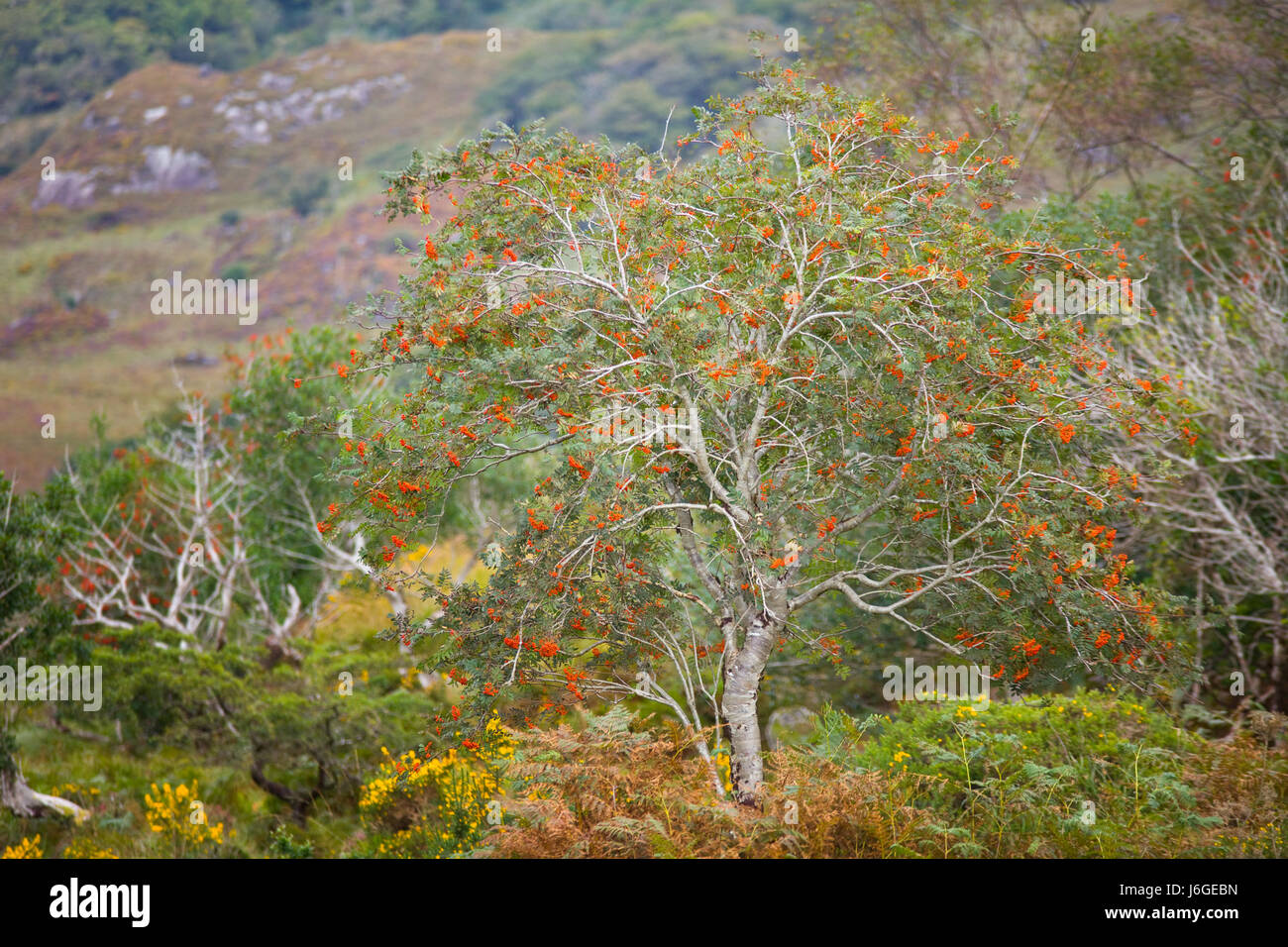 tree with red fruit Stock Photo - Alamy