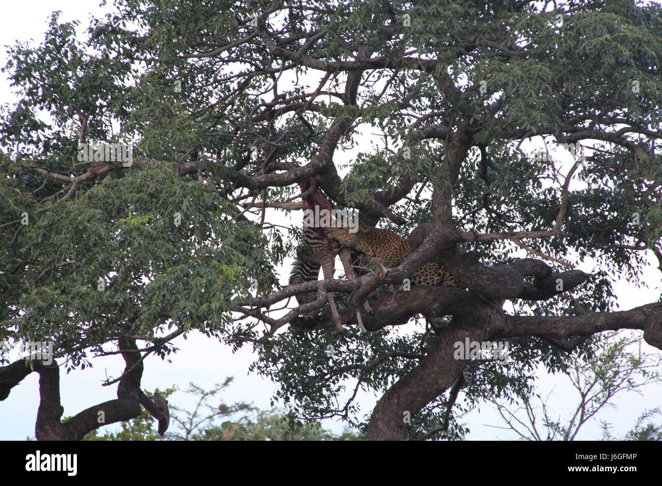 tree zebra cat big cat feline predator leopard eating eat eats tree ...