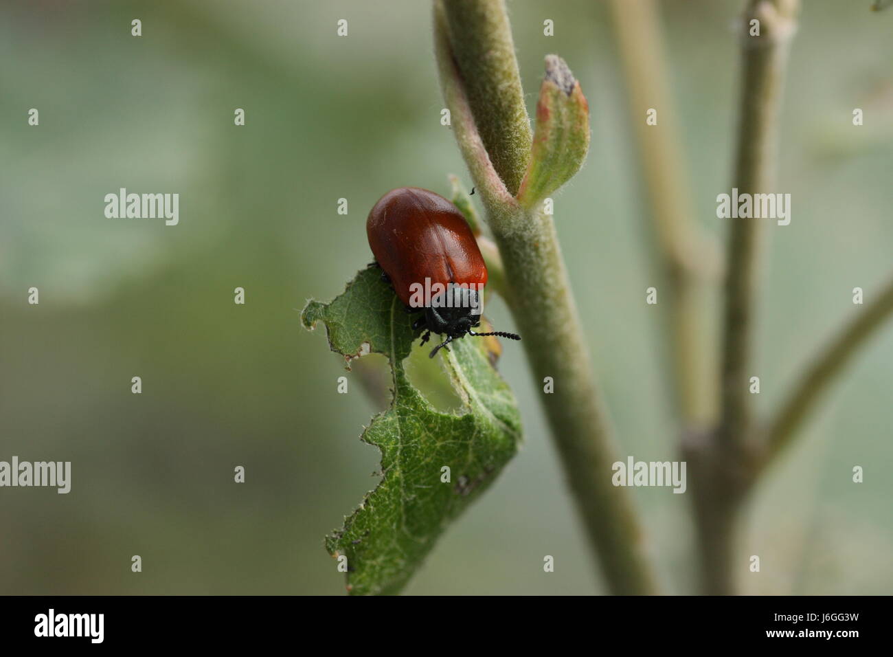 beetle reddish brown environment enviroment insects fauna conservation ...
