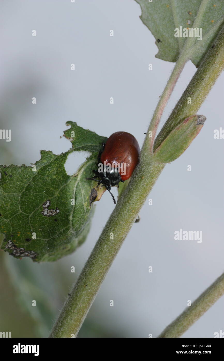 beetle reddish brown environment enviroment insects fauna conservation ...