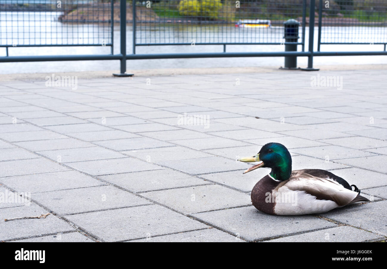 Duck on a brick floor Stock Photo - Alamy