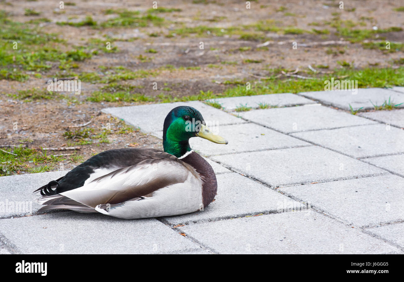Duck on a brick floor Stock Photo - Alamy