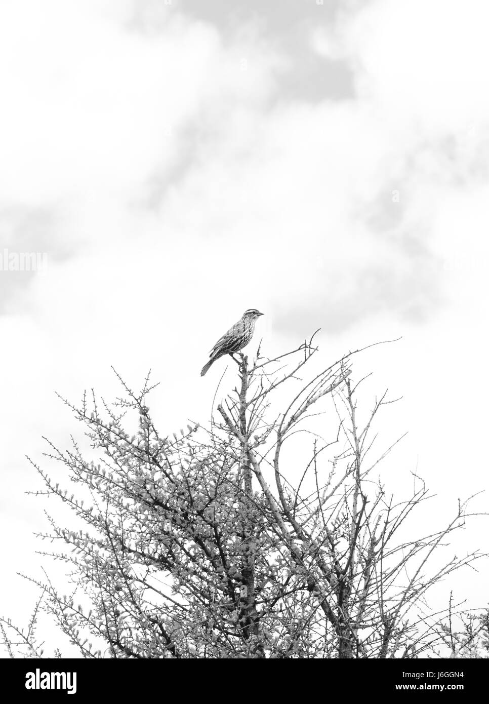 Bird on top of a tree Stock Photo - Alamy