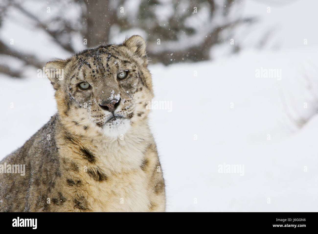 snow leopard or ounce (Panthera uncia Stock Photo - Alamy