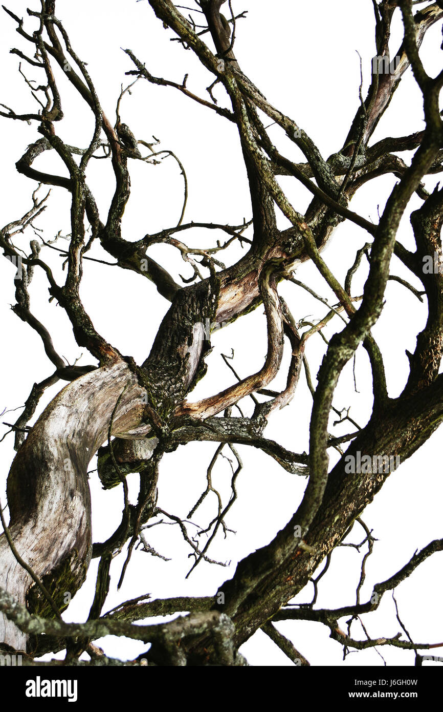 Gnarled branches hi-res stock photography and images - Alamy