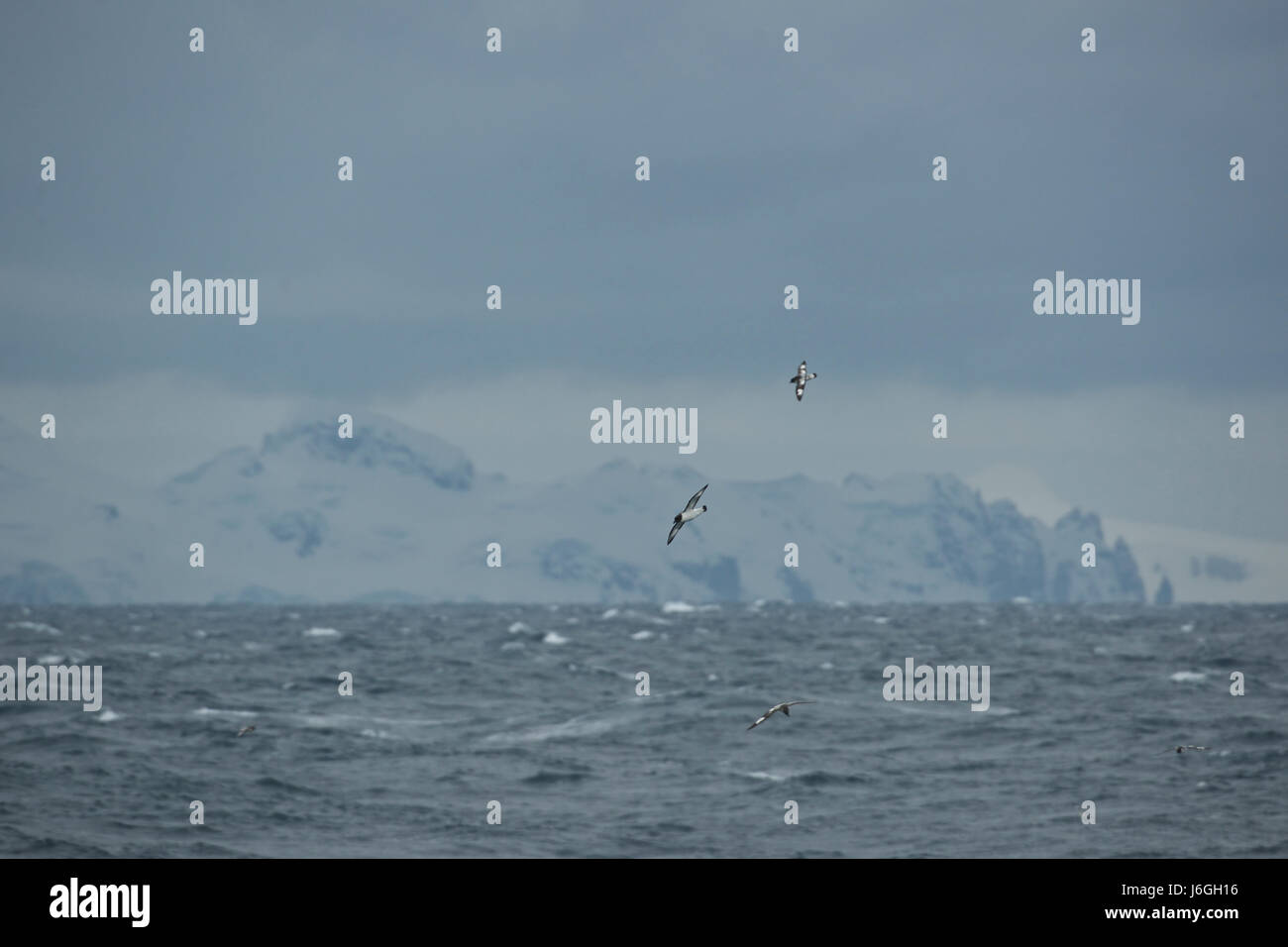 Cape petrel (Daption capense Stock Photo - Alamy