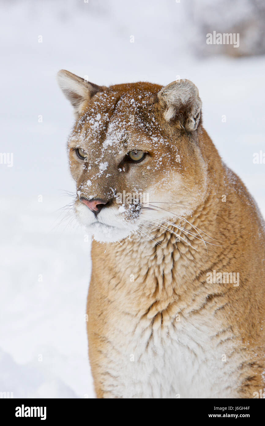 cougar (Puma concolor), also commonly known as the mountain lion, puma ...