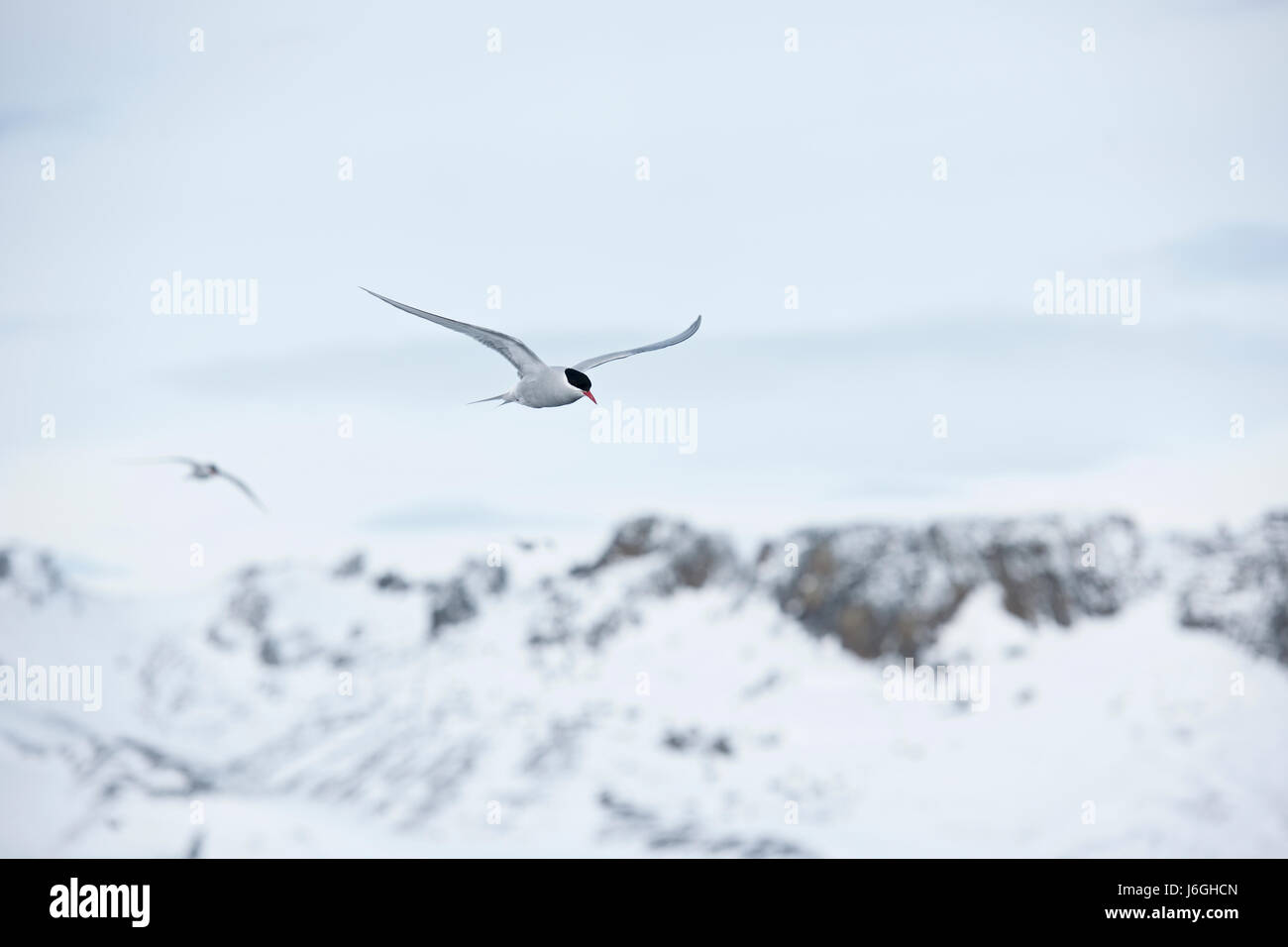 Antarctic tern (Sterna vittata Stock Photo - Alamy