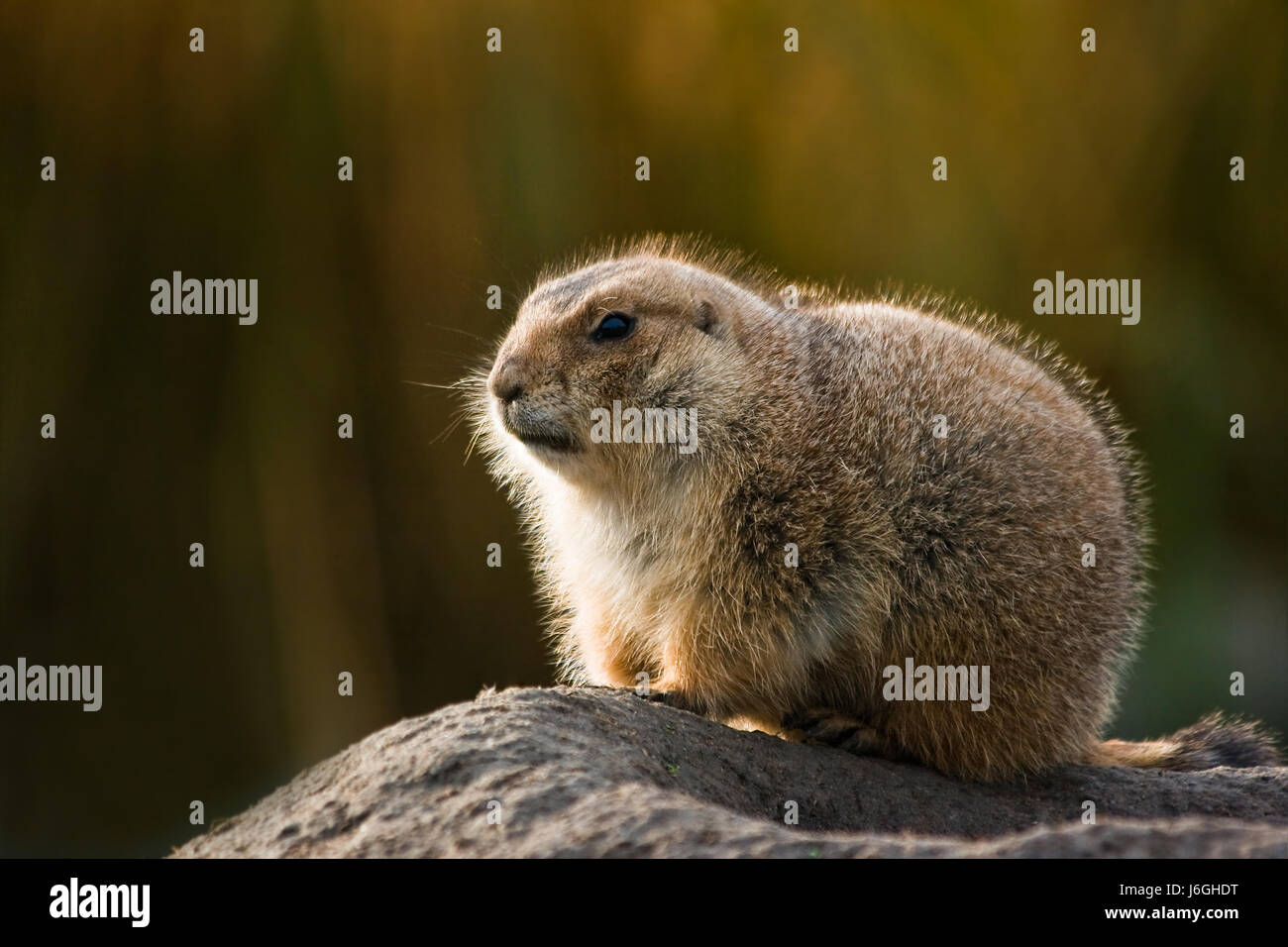 animal mammal animals rodent mammals animal mammal brown brownish ...