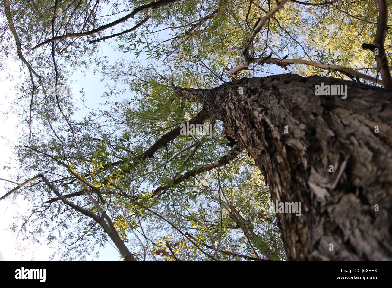 Canopy of willow hi-res stock photography and images - Alamy