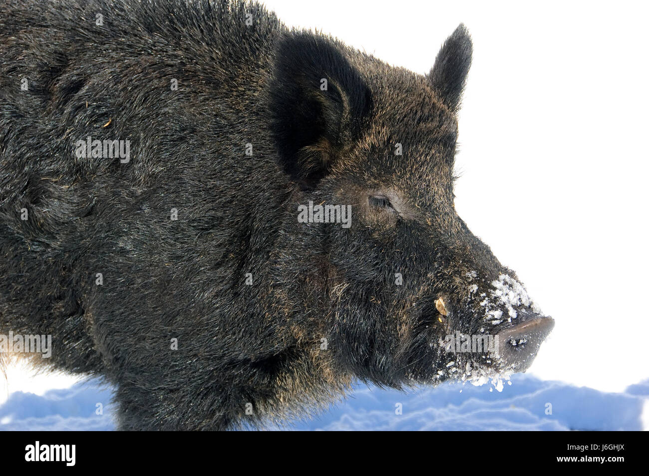 animal mammal wild wildlife boar pig nature winter animal mammal wild ...
