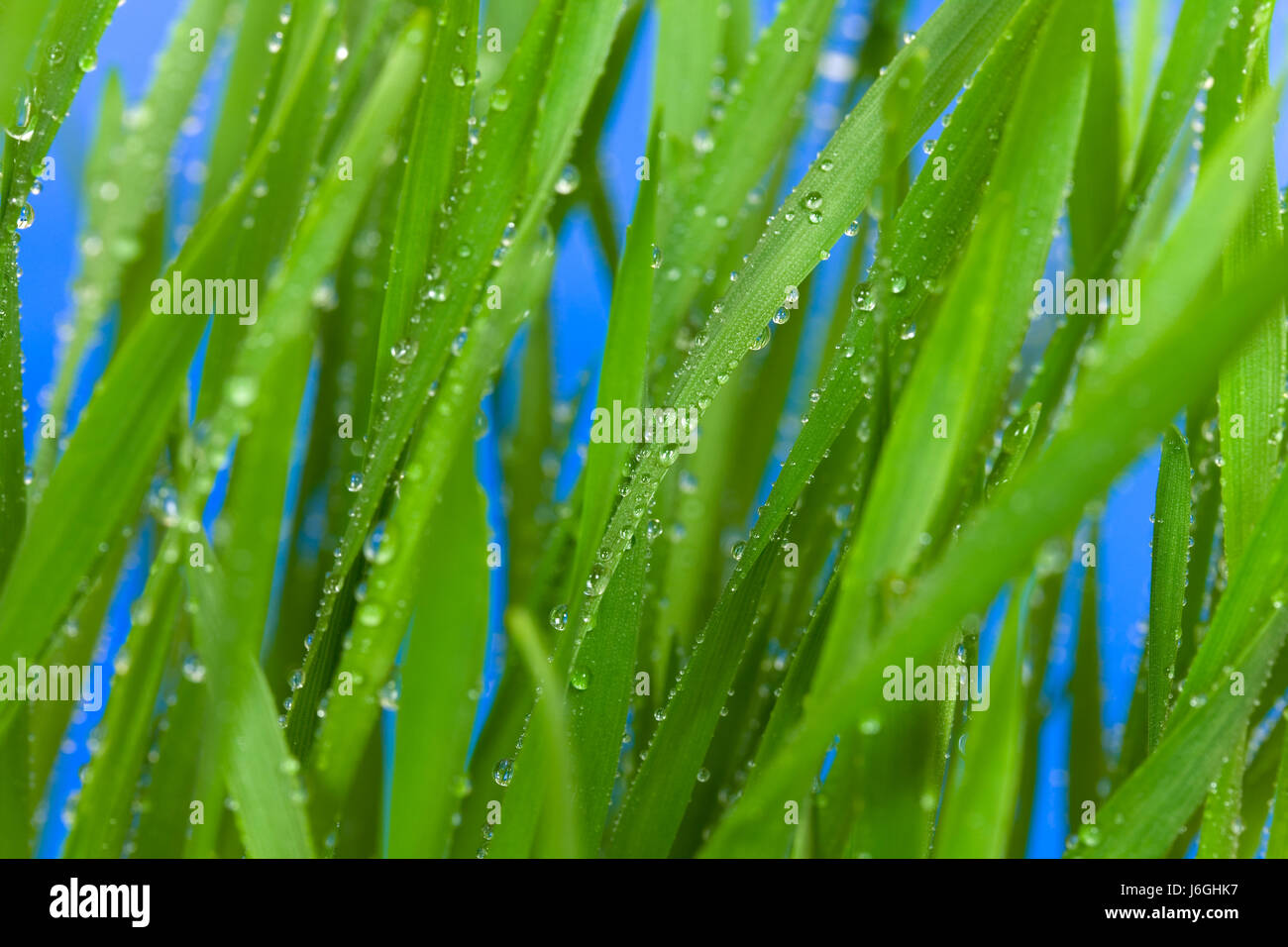 Water drop ear of wheat hi-res stock photography and images - Alamy