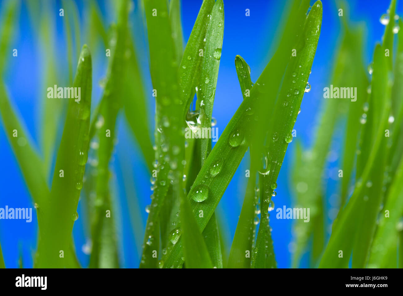 Water drop ear of wheat hi-res stock photography and images - Alamy