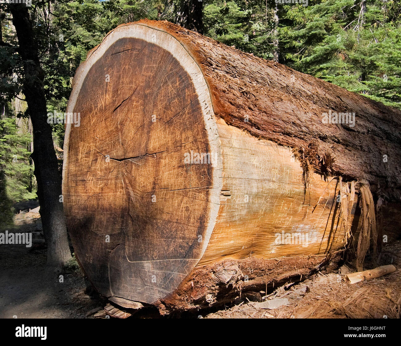 big large enormous extreme powerful imposing immense relevant tree ...