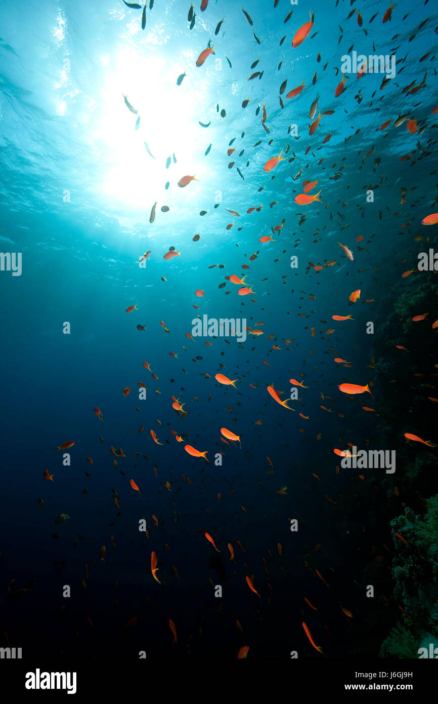 animal fish sunlight underwater colony exotic sunbeam egypt hard dive ...