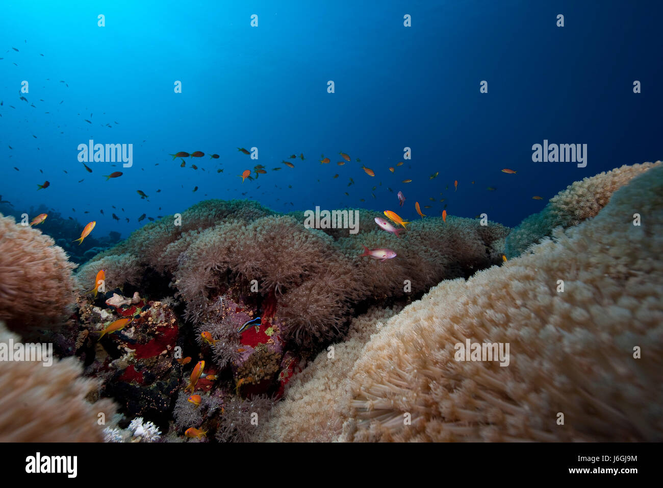 animal fish sunlight underwater colony exotic sunbeam egypt hard dive ...