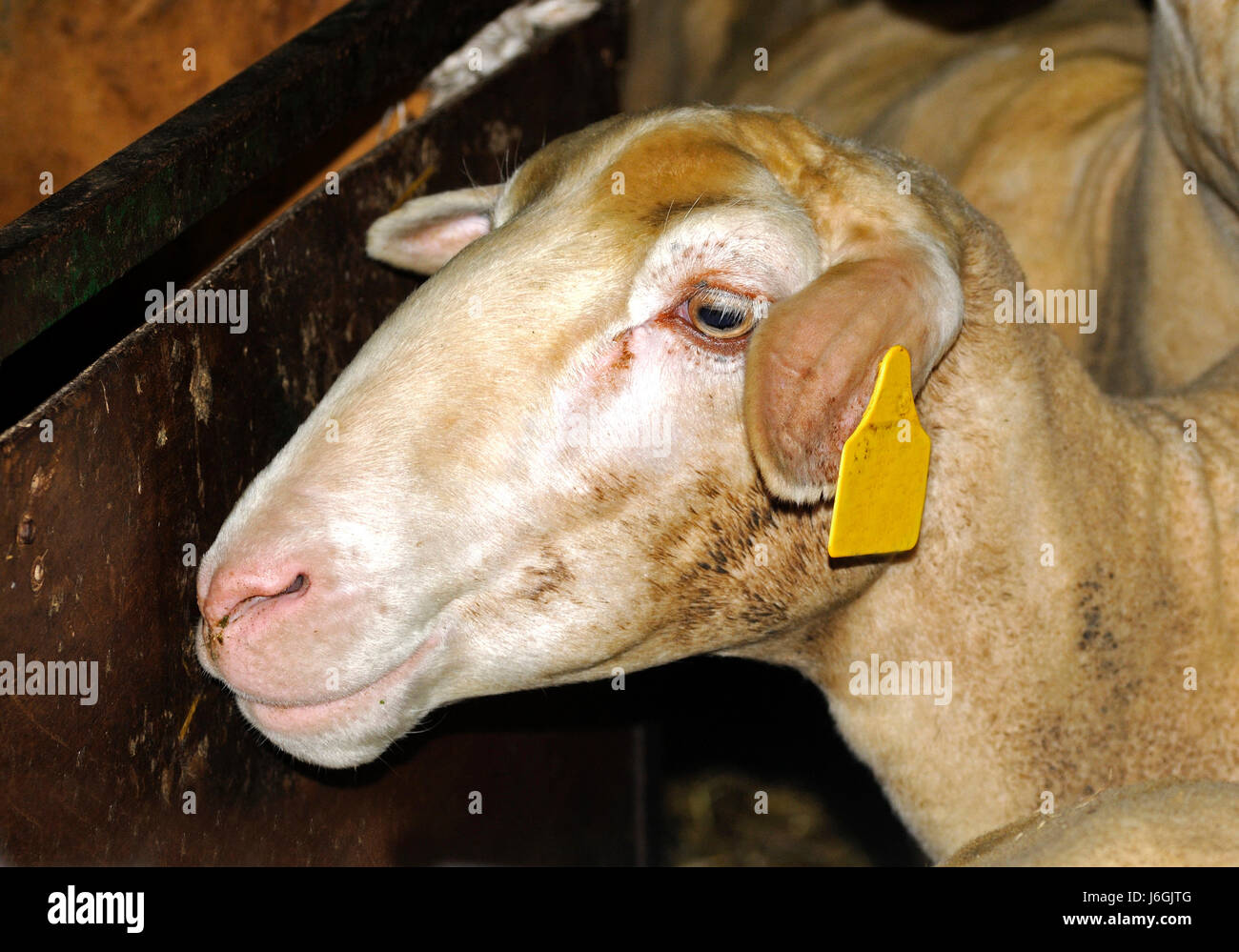 sheep farm animal animal husbandry blockhead detail animal fauna ...