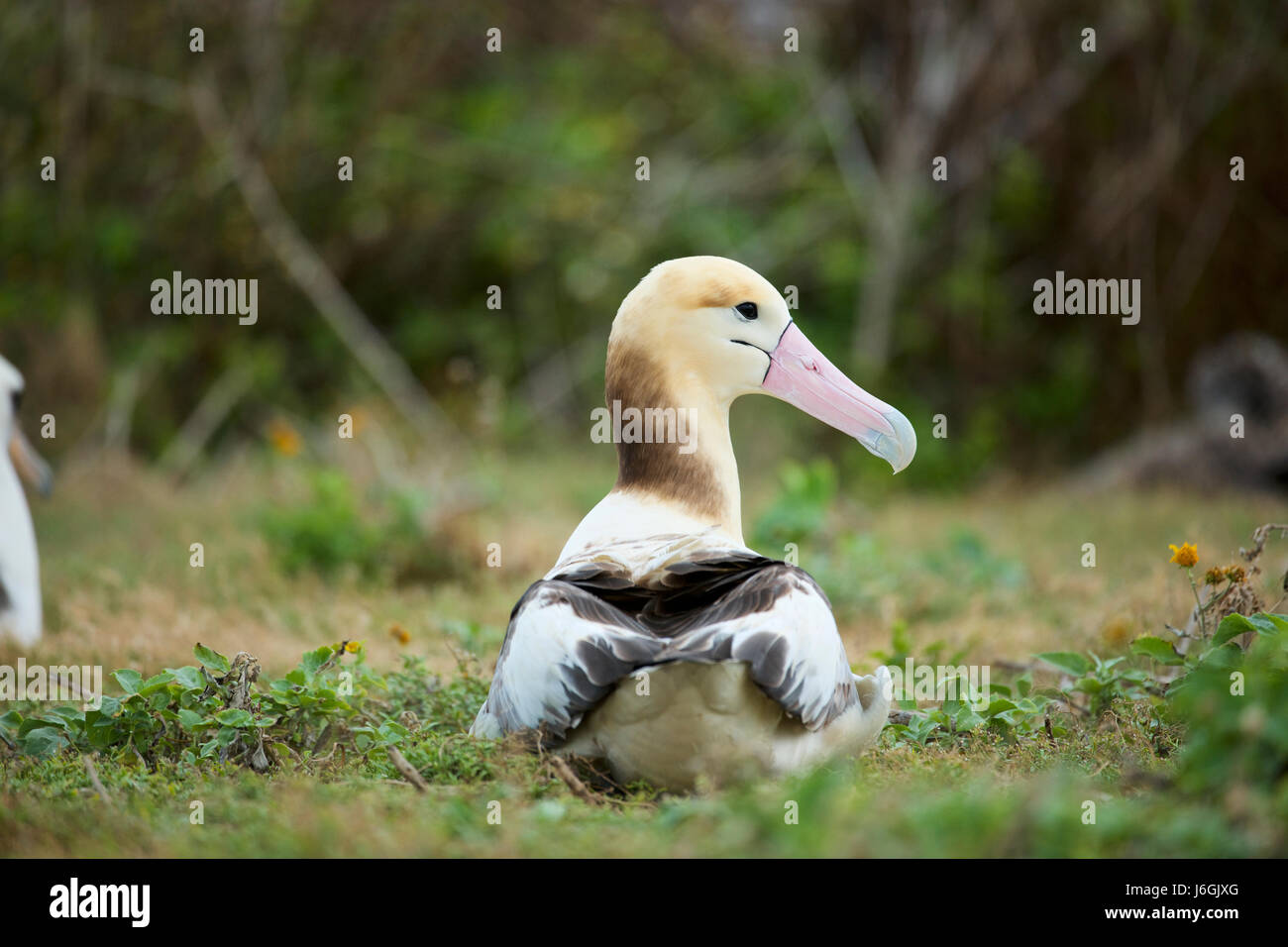 Short tailed albatross hi-res stock photography and images - Alamy