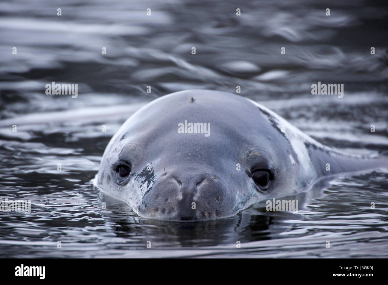 leopard seal (Hydrurga leptonyx Stock Photo - Alamy