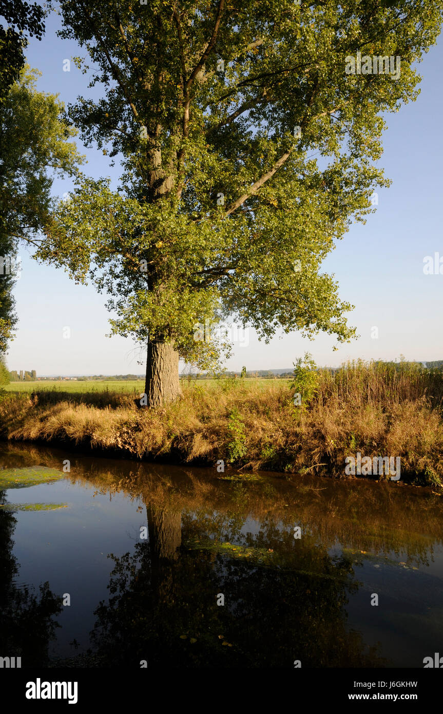 tree beside a brook Stock Photo - Alamy
