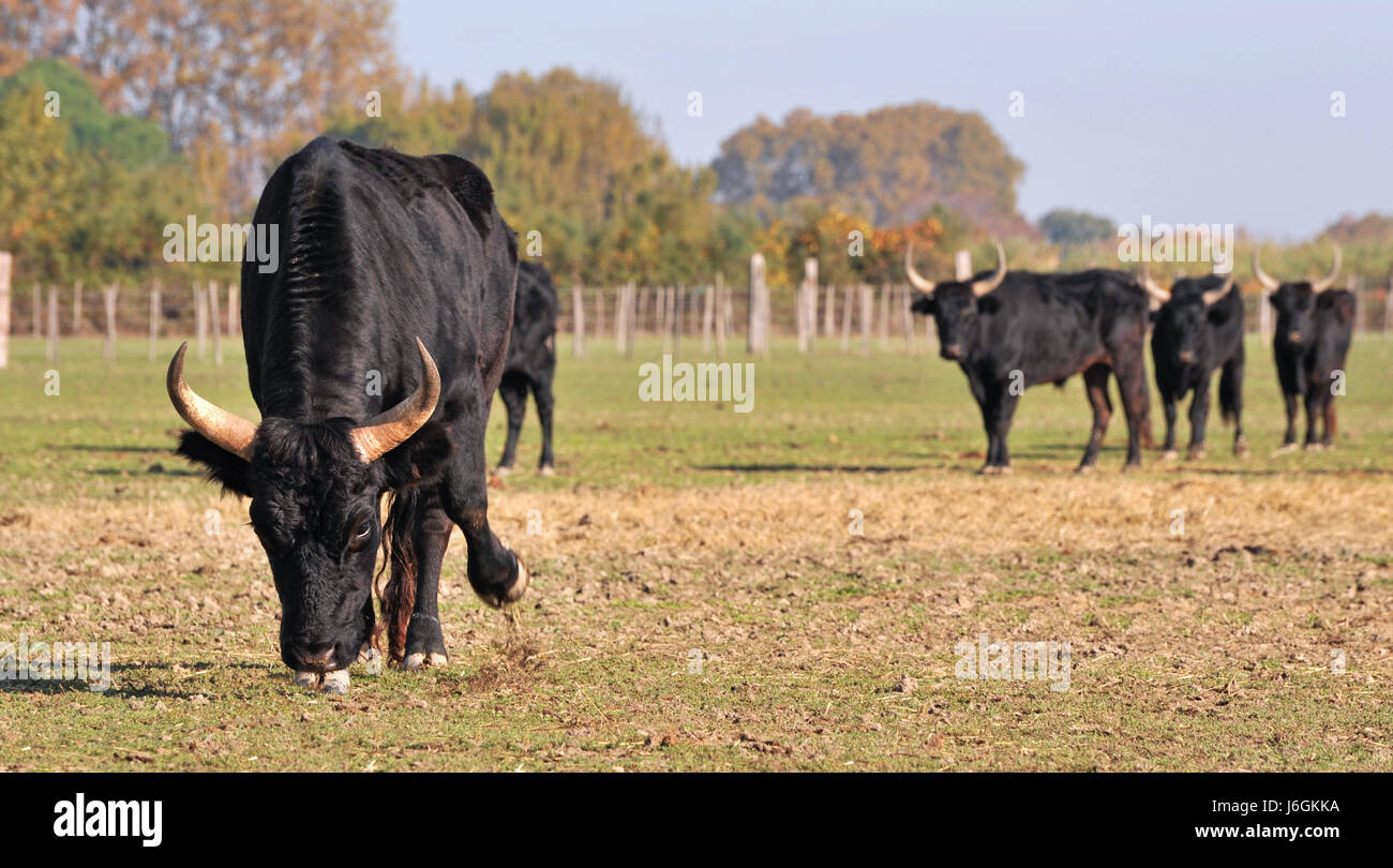 risk bull cow raving furious angry irately danger animal male masculine ...