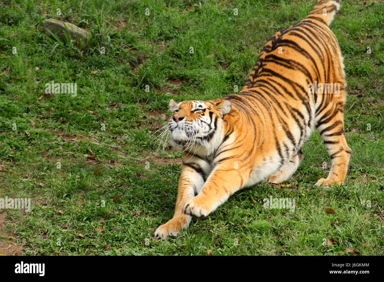 mammal cat big cat feline predator tiger predator wildcat close danger ...