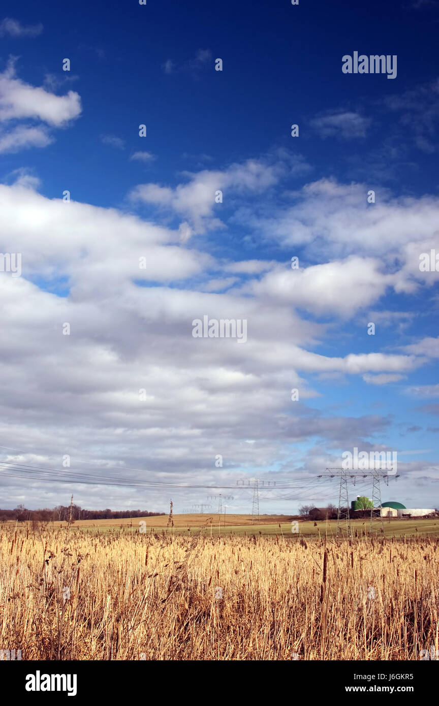 yellow reeds and white clouds Stock Photo - Alamy