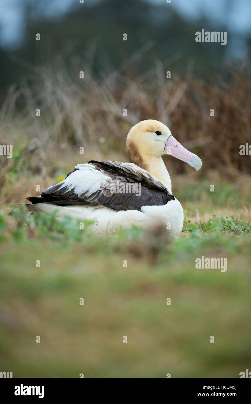 Short tailed albatross hi-res stock photography and images - Alamy