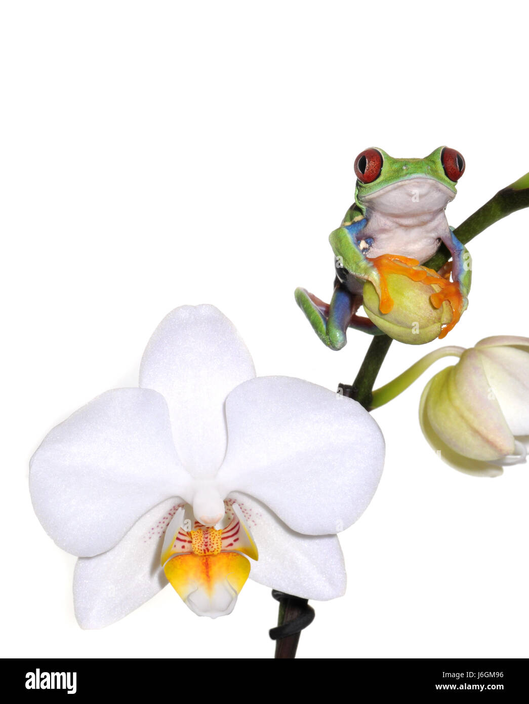 Rainforest frog portrait Cut Out Stock Images & Pictures - Alamy