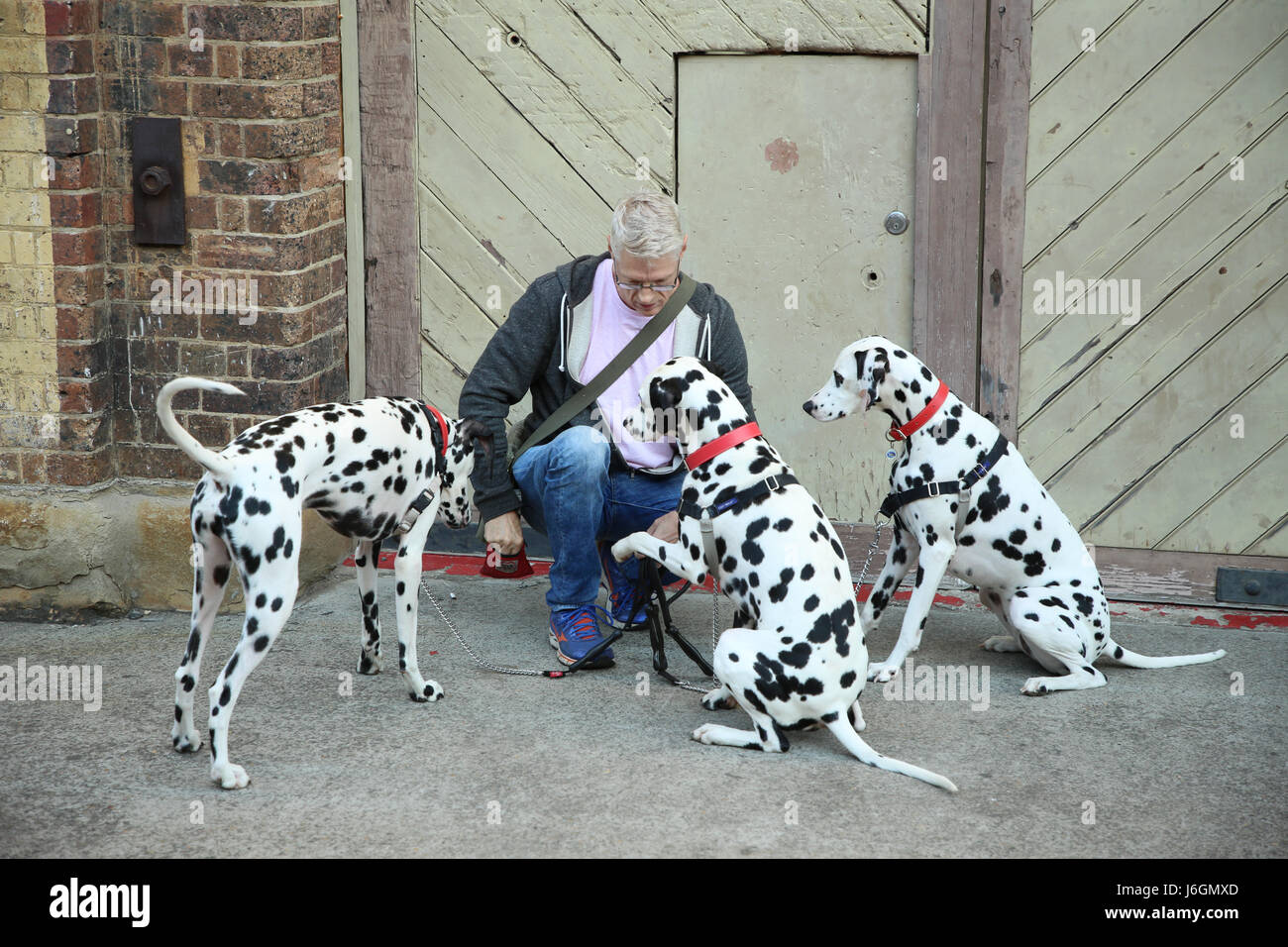 Man walking with 3 dogs hi-res stock photography and images - Alamy