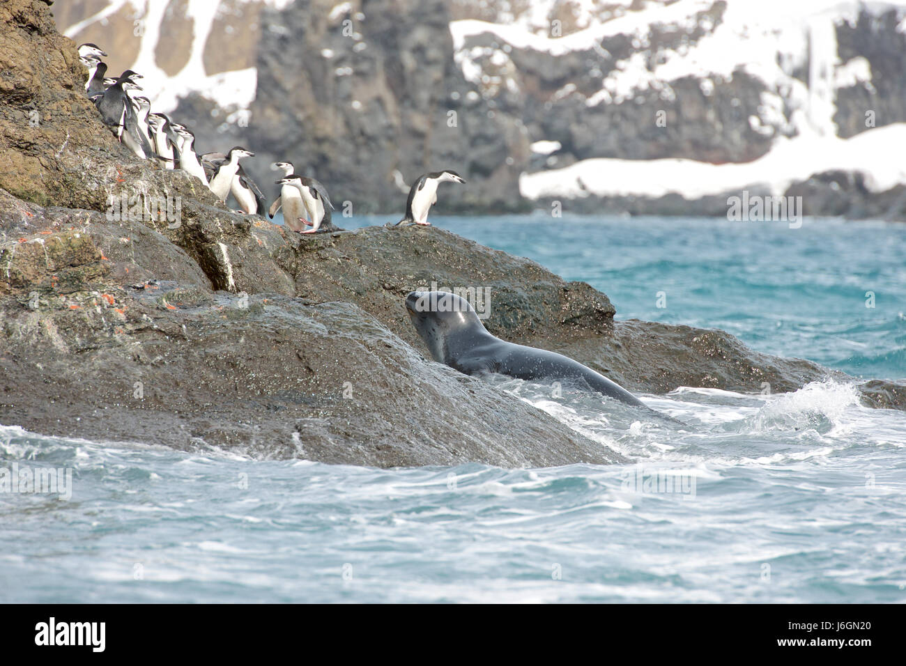leopard seal (Hydrurga leptonyx Stock Photo - Alamy