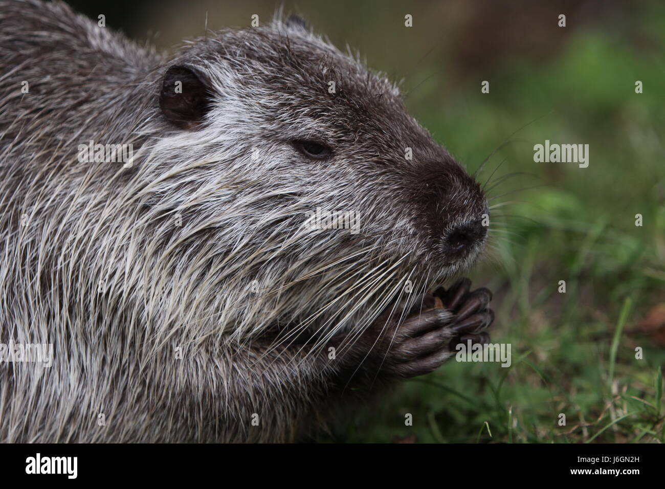 animal rodent skin wet water rat nutria myocastor coypus biberrratte ...