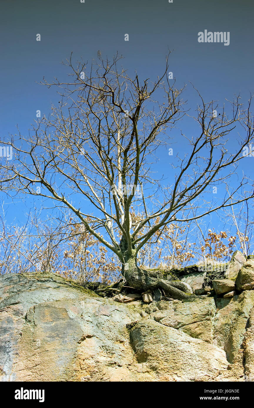 Dried tree shadows dried vegetation hi-res stock photography and images ...