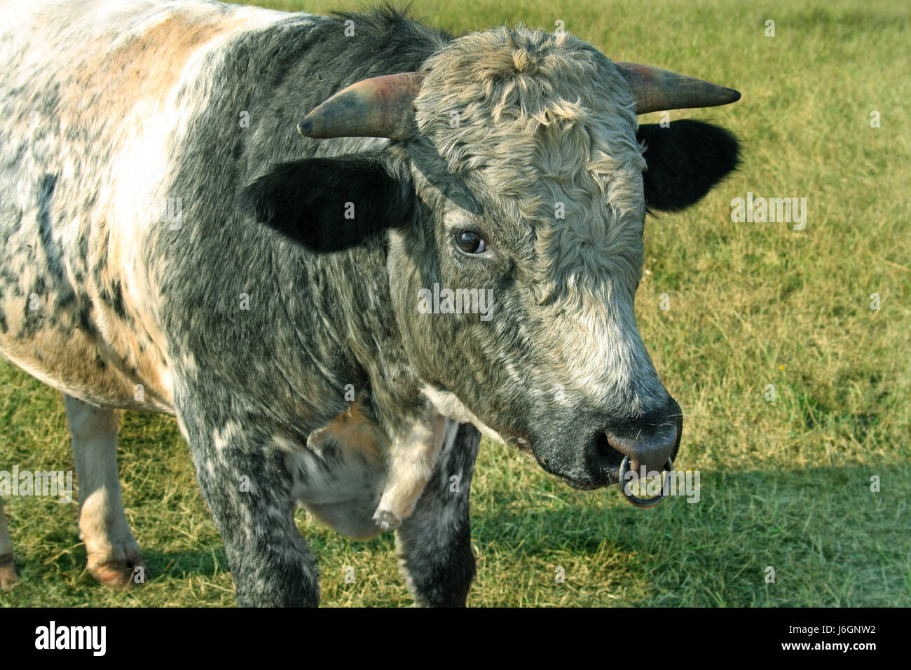 Bullenring hi-res stock photography and images - Alamy