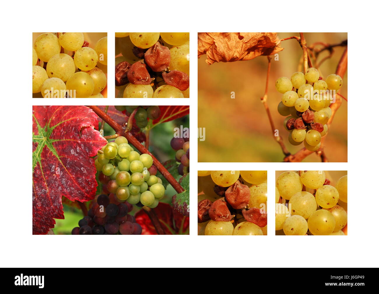 grapes fruit expiration lazy viticulture vine grape vine grape-vine ...
